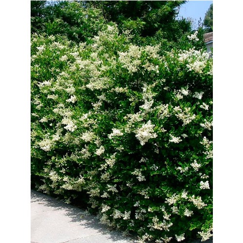 Бирючина обыкновенная Ligustrum vulgare купить в Москве по цене от 697р ...